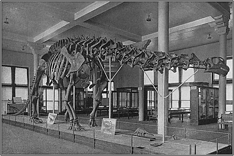 When Were Dinosaurs Discovered? | Creation Study Center