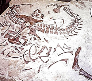 Where Did Dinosaurs Come From? | Creation Study Center